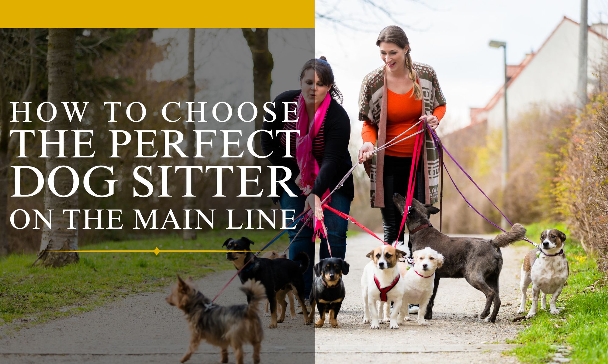 How to Choose the Perfect Dog Sitter on the Main Line | MLDS